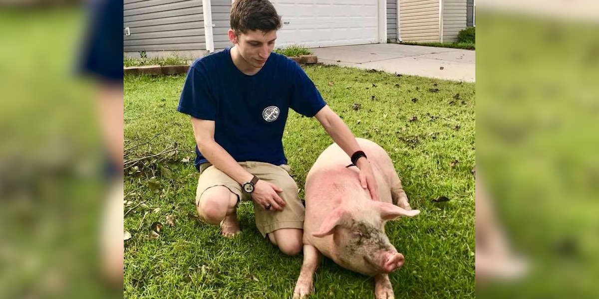 Farm Pig Swims For Life To Survive Hurricane Florence Floods - The Dodo