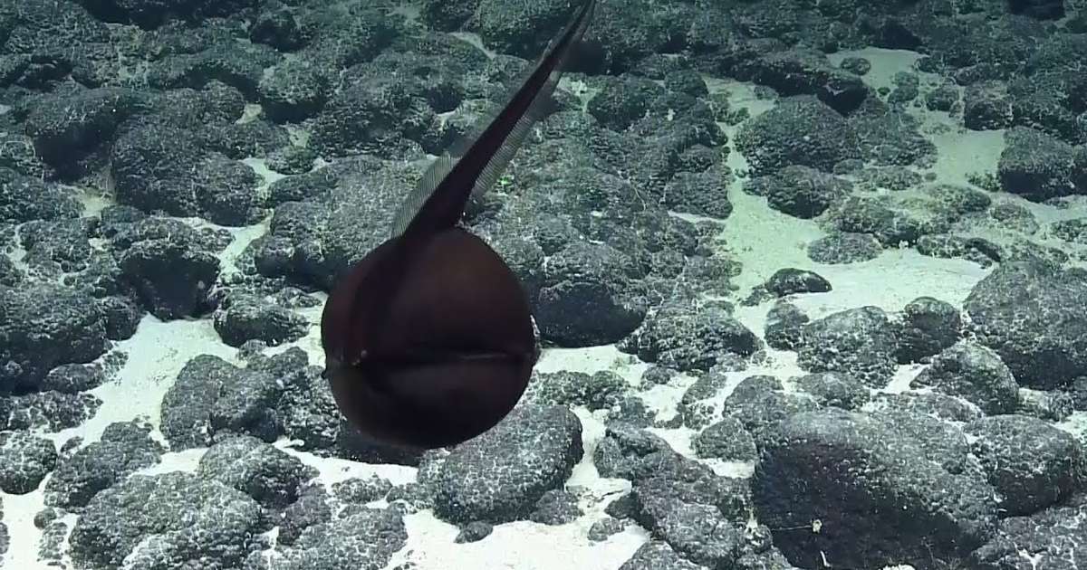 Gulper Eel Spotted Unhinging Its Jaw Near Hawaii In Creepy Video ...