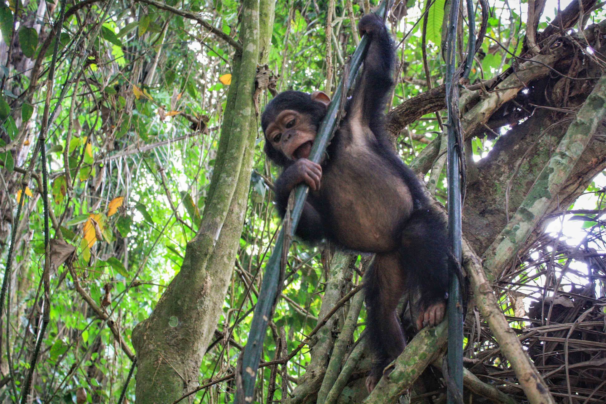Tiny Orphaned Chimp Can't Get Enough Love From Rescuers - The Dodo