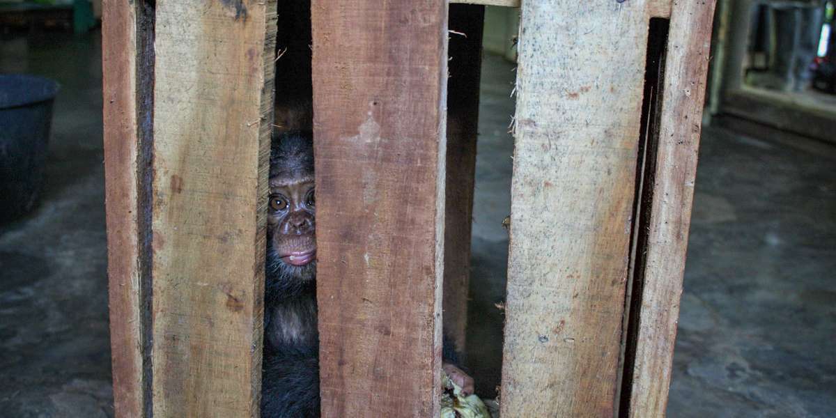 Tiny Orphaned Chimp Can't Get Enough Love From Rescuers - The Dodo