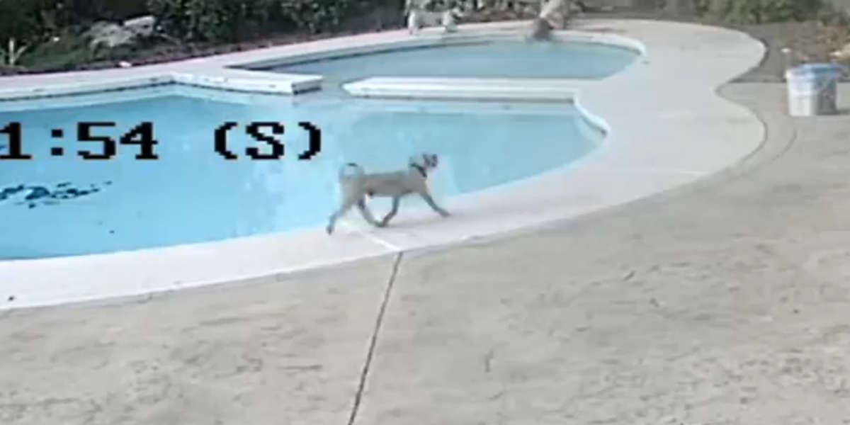 Dog Comes To The Rescue Of His Canine Sibling Who Fell Into Pool - The Dodo