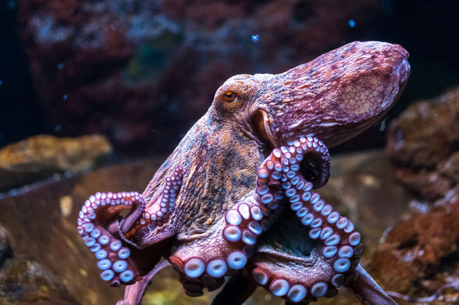 Scientists Gave Octopuses MDMA and It Made Them Want to Cuddle - Thrillist