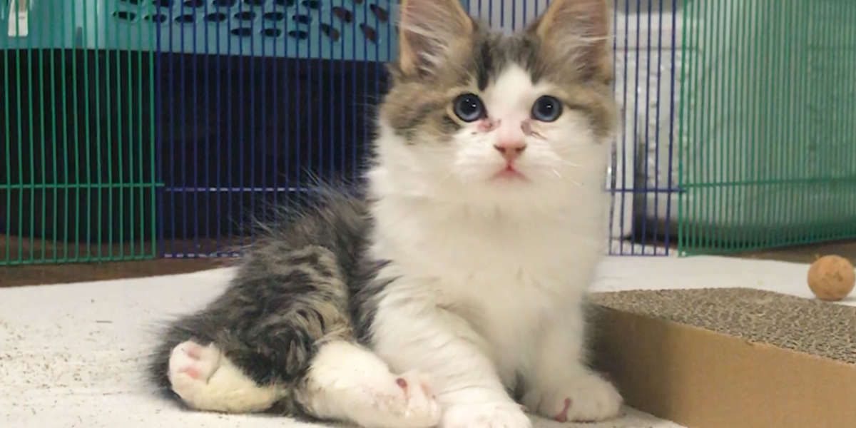 Fuzzy Kittens Help Each Other Learn To Walk - Videos - The Dodo