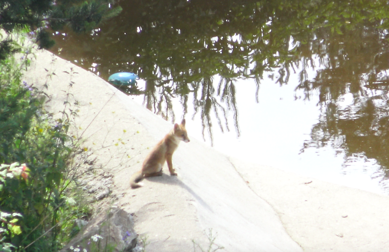Wild Fox And Rescued Bears Form Adorable Friendship At Sanctuary - The Dodo