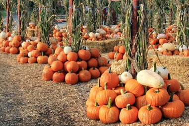 Best Pumpkin Patches Near NYC in 2019: Pumpkin Picking in NY, NJ and CT ...