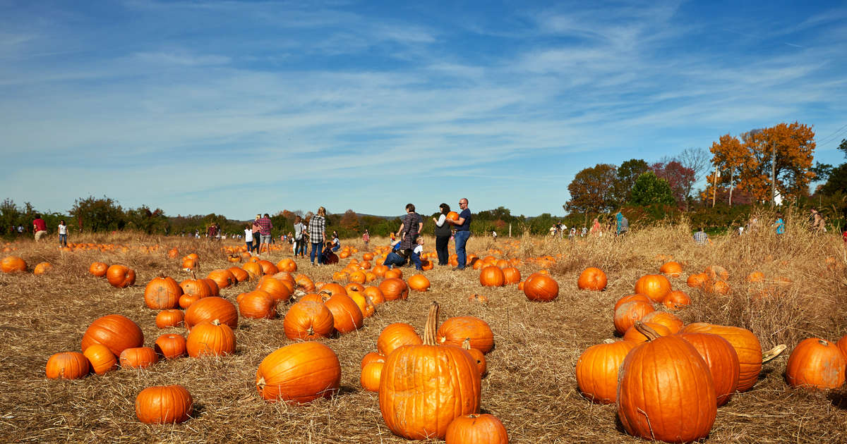 Best Pumpkin Patches Near NYC: Pumpkin Picking in NY, NJ and CT - Thrillist