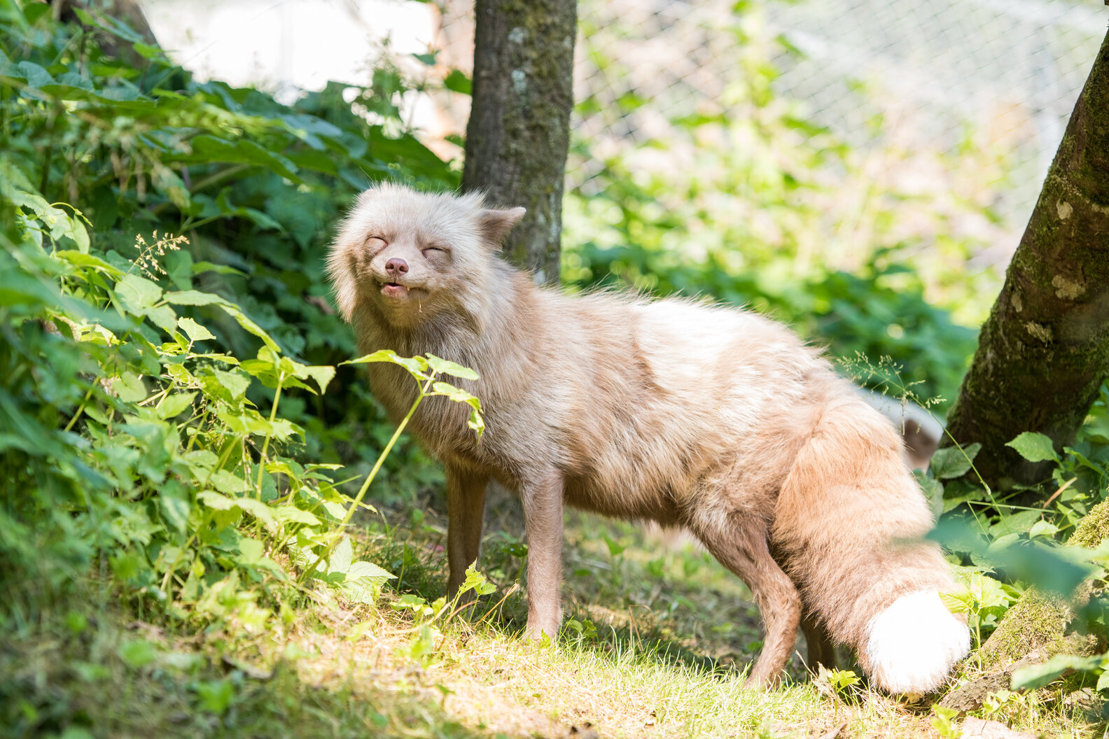 Rescued 'Pastel' Foxes Meet At Sanctuary And It's Love At First Sight ...