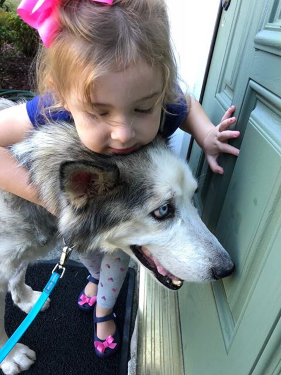 Husky With Mange Saved From Georgia Shelter Looks Like A New Dog - The Dodo