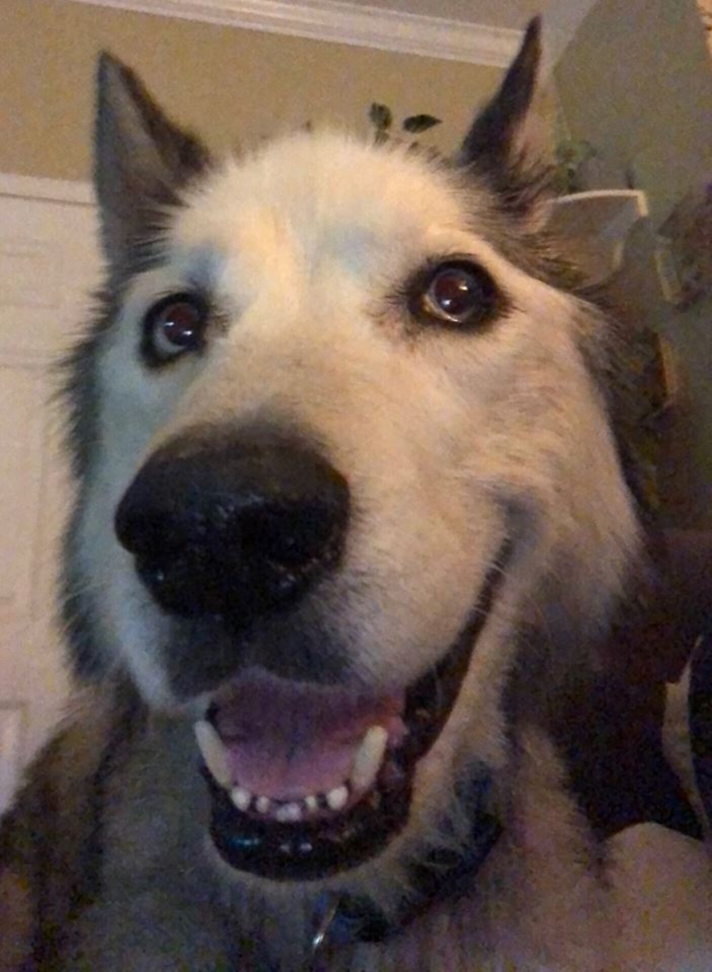 Husky With Mange Saved From Georgia Shelter Looks Like A New Dog - The Dodo