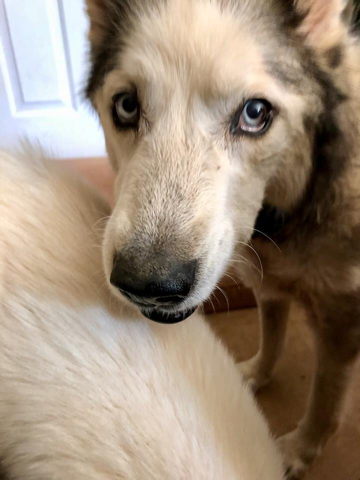 Husky With Mange Saved From Georgia Shelter Looks Like A New Dog - The Dodo