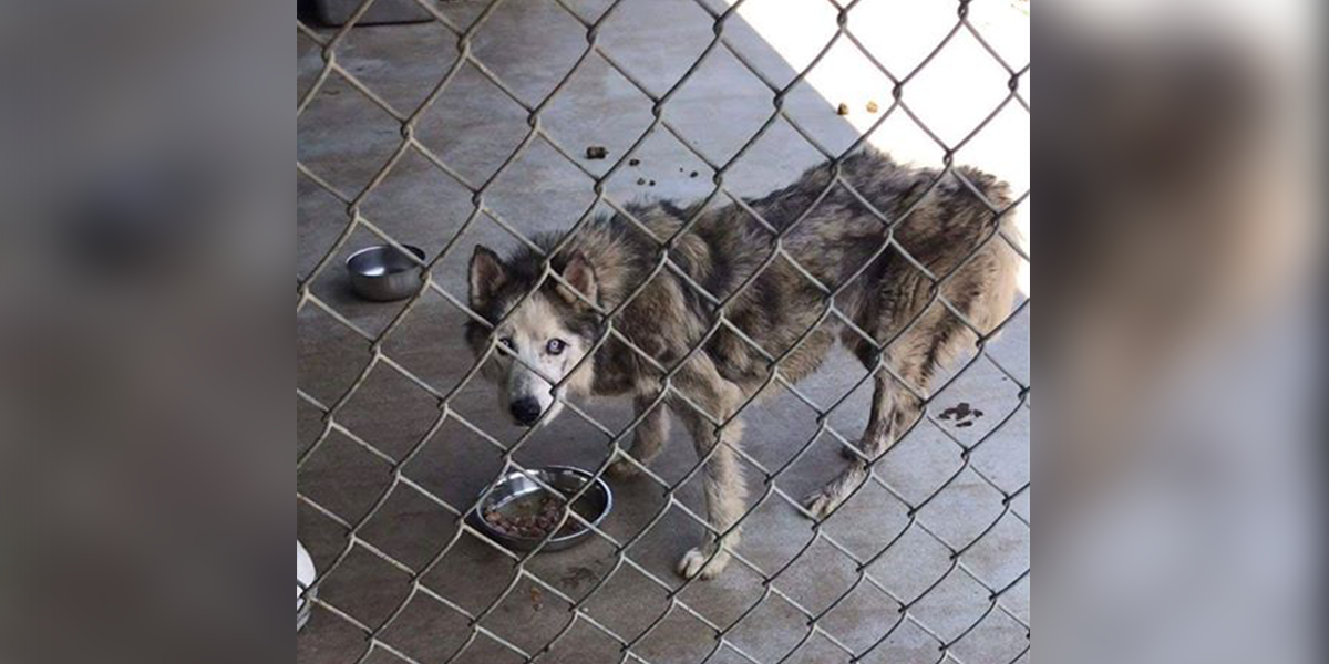 Husky With Mange Saved From Georgia Shelter Looks Like A New Dog - The Dodo