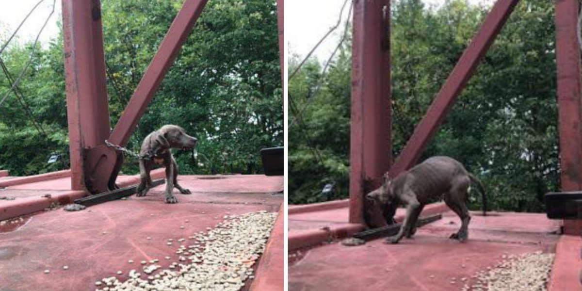 Puppy Chained To Moving Train For Days Wags Tail For Rescuers - The Dodo