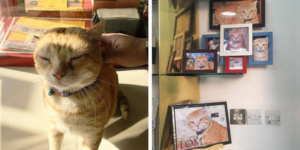 Stray Cat Lands Job As Print Shop's 'Picture Frame Model' - The Dodo