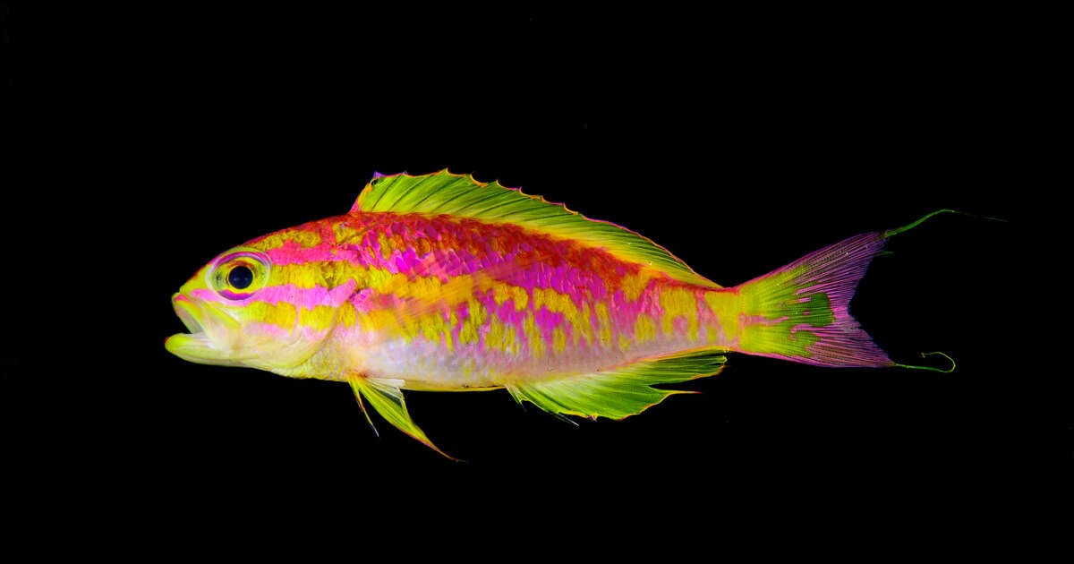 New Species Of Neon Fish Discovered By Divers Off Brazil Coast - The Dodo