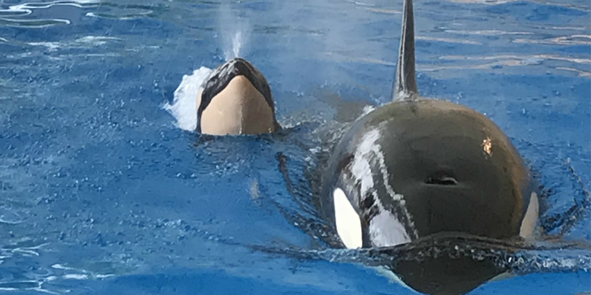 Captive Orca Has New Baby At Marine Park In Canary Islands - The Dodo