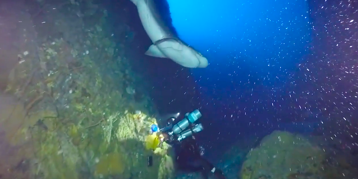 New Species Of Neon Fish Discovered By Divers Off Brazil Coast - The Dodo