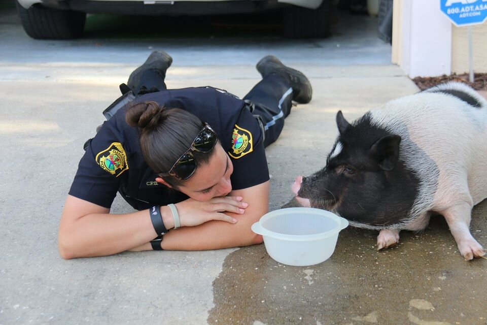 Lost Pig Chases Cop Down Until She Becomes Her Friend - The Dodo