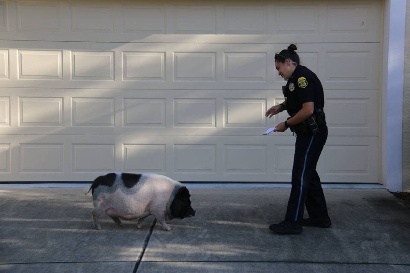 Lost Pig Chases Cop Down Until She Becomes Her Friend - The Dodo