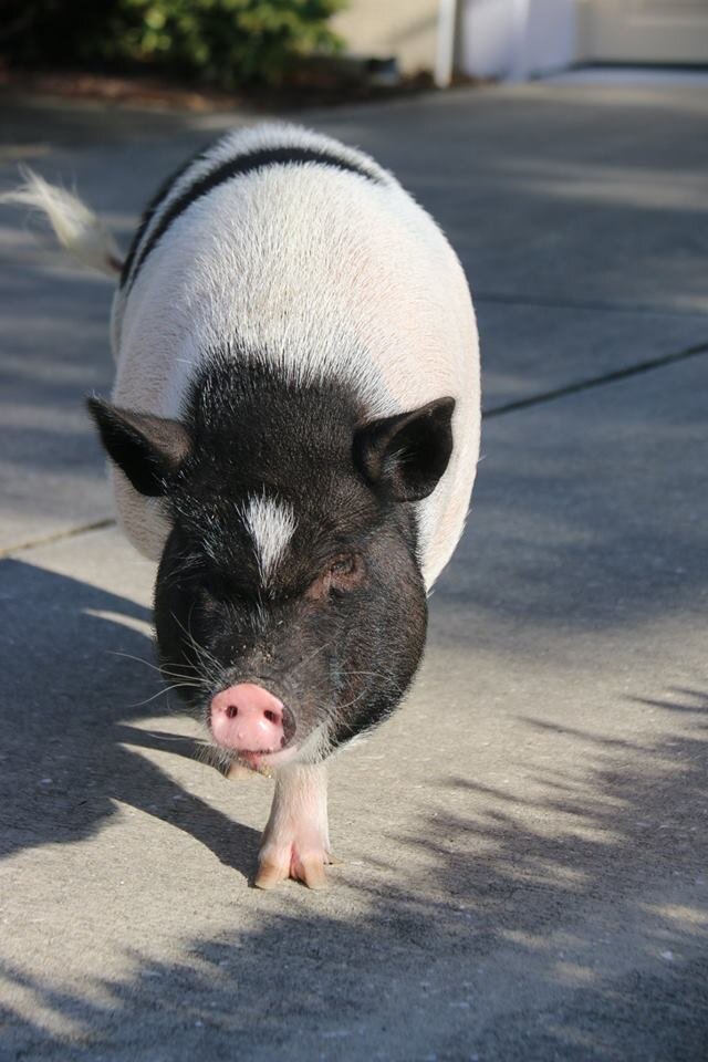 Lost Pig Chases Cop Down Until She Becomes Her Friend - The Dodo