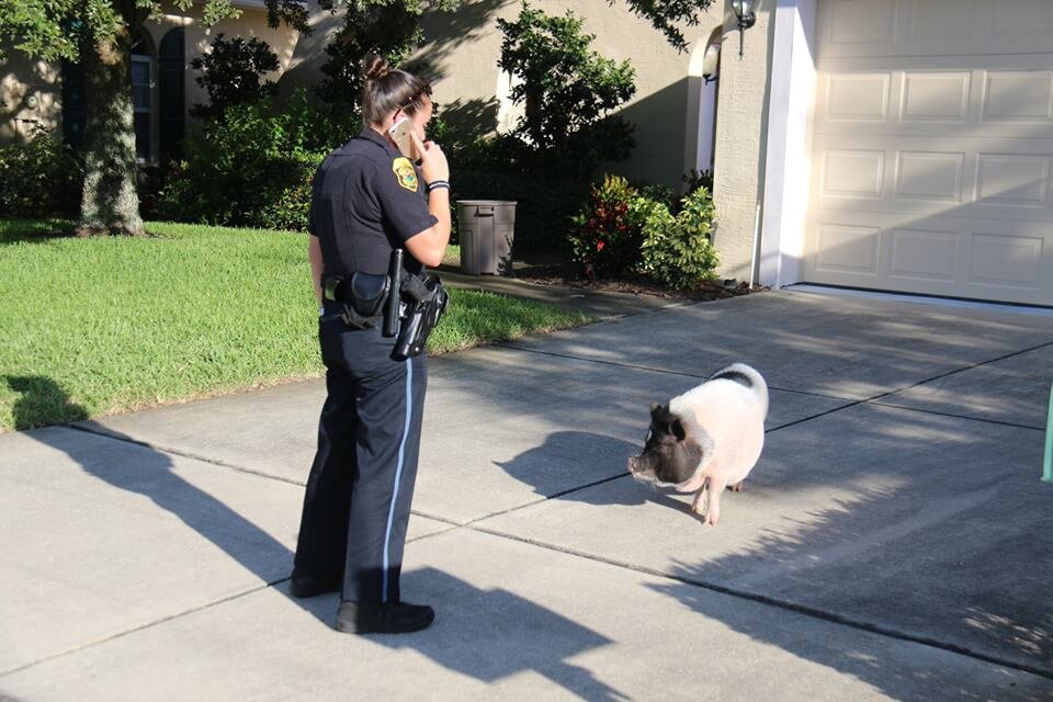 Lost Pig Chases Cop Down Until She Becomes Her Friend - The Dodo