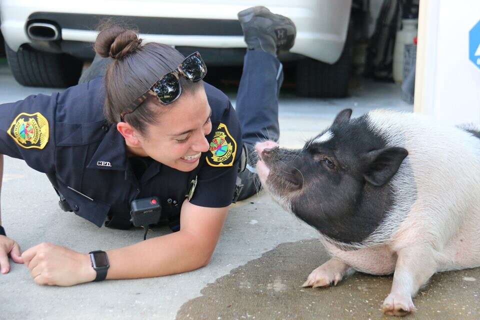Lost Pig Chases Cop Down Until She Becomes Her Friend - The Dodo