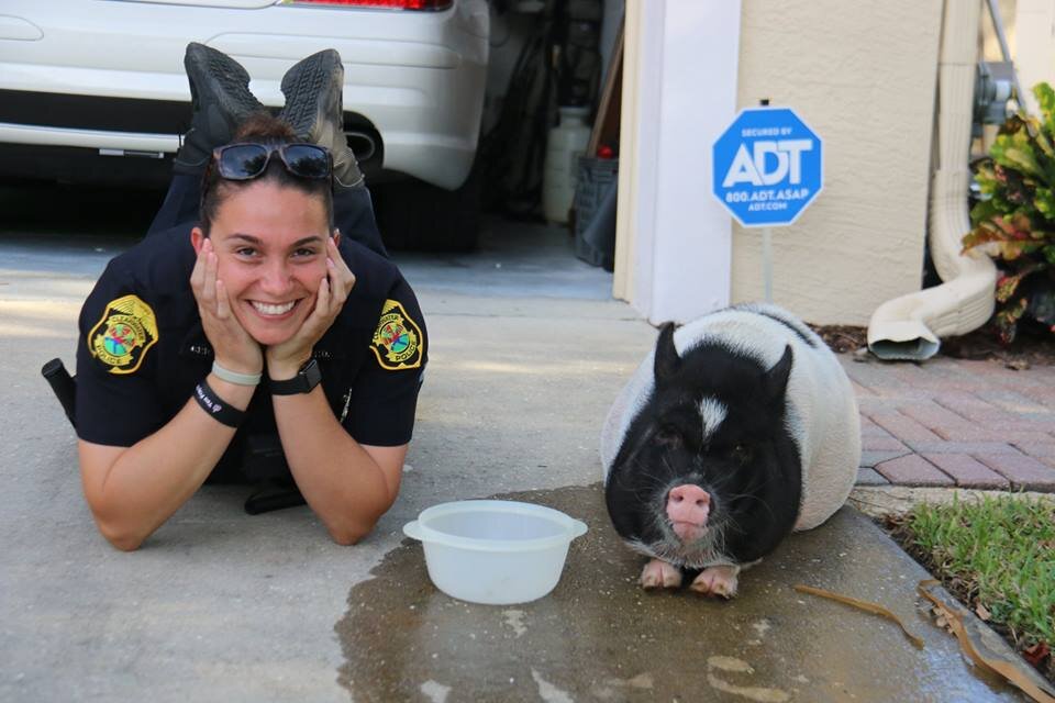 Lost Pig Chases Cop Down Until She Becomes Her Friend - The Dodo