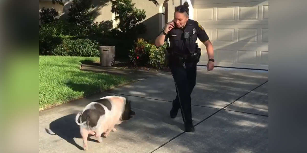 Lost Pig Chases Cop Down Until She Becomes Her Friend - The Dodo