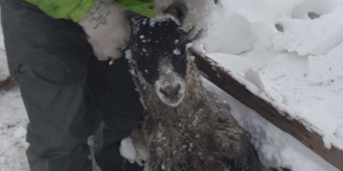 Rescuers Save Sheep Buried In Blizzard - Videos - The Dodo