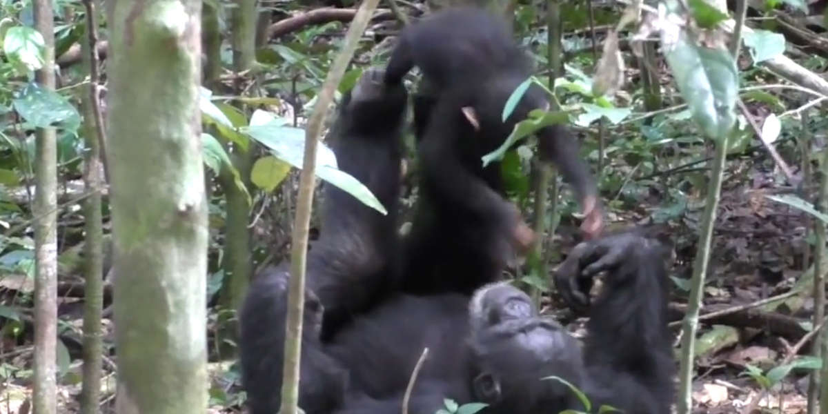 Chimp Loves Playing Games With Her Baby - Videos - The Dodo