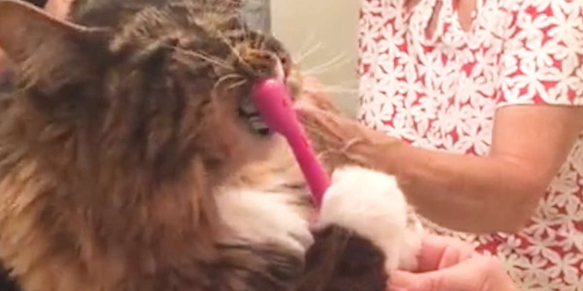 Cat Is Obsessed With His Toothbrush - Videos - The Dodo