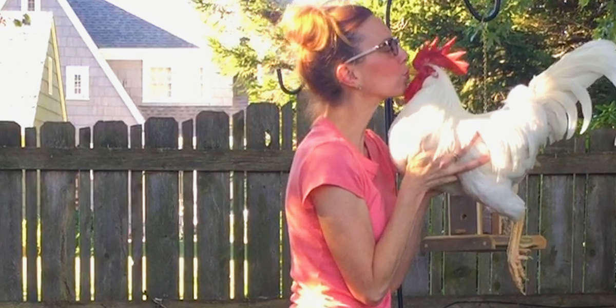Woman Falls In Love With Chicken Rescued From NYC Streets - Videos ...