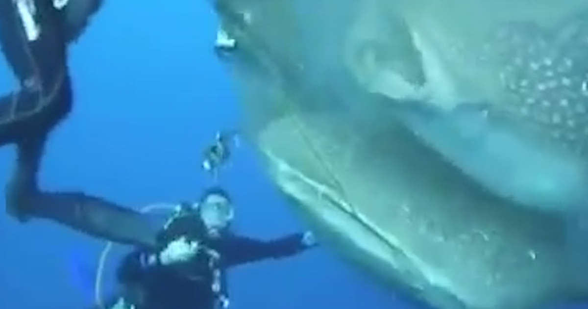 Four Sharks Stuck In Fishing Net Get Help From Scuba Divers - Videos ...