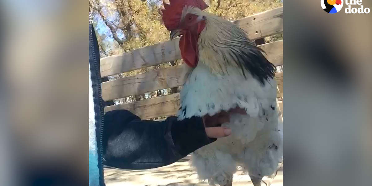 Rooster Asks For Pets Just Like A Dog - Videos - The Dodo