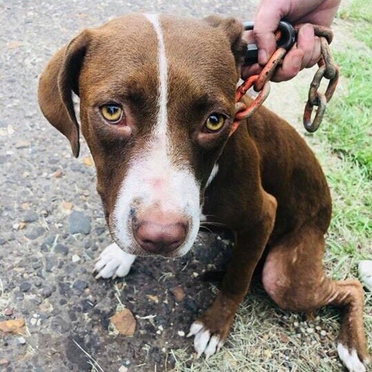 Neglected Dog With Heavy Chain Around Her Neck Is Rescued In Texas ...