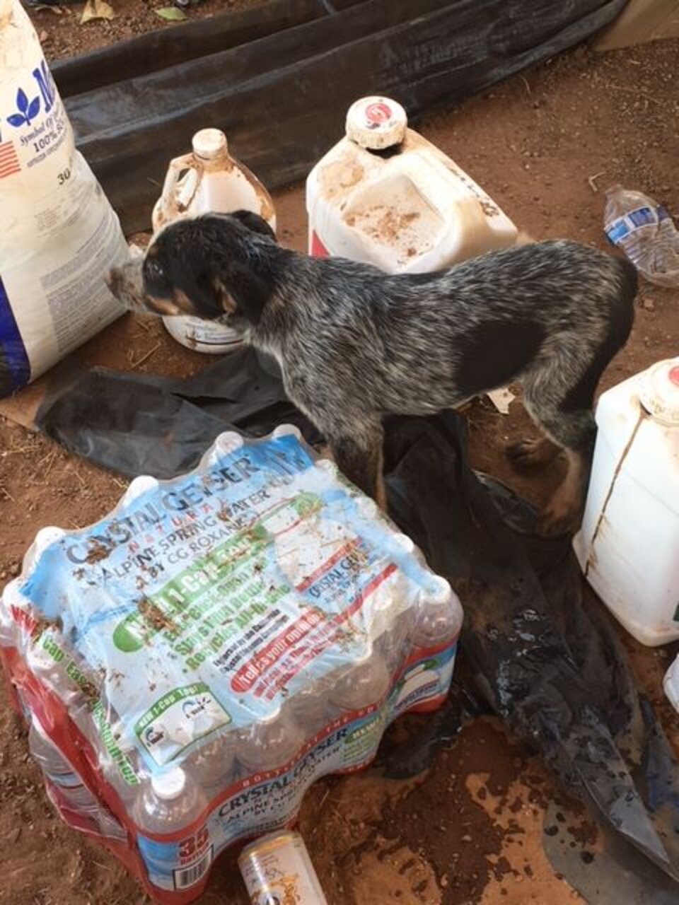 Cop Adopts Puppy He Rescued During Raid On Illegal Pot Farm - The Dodo