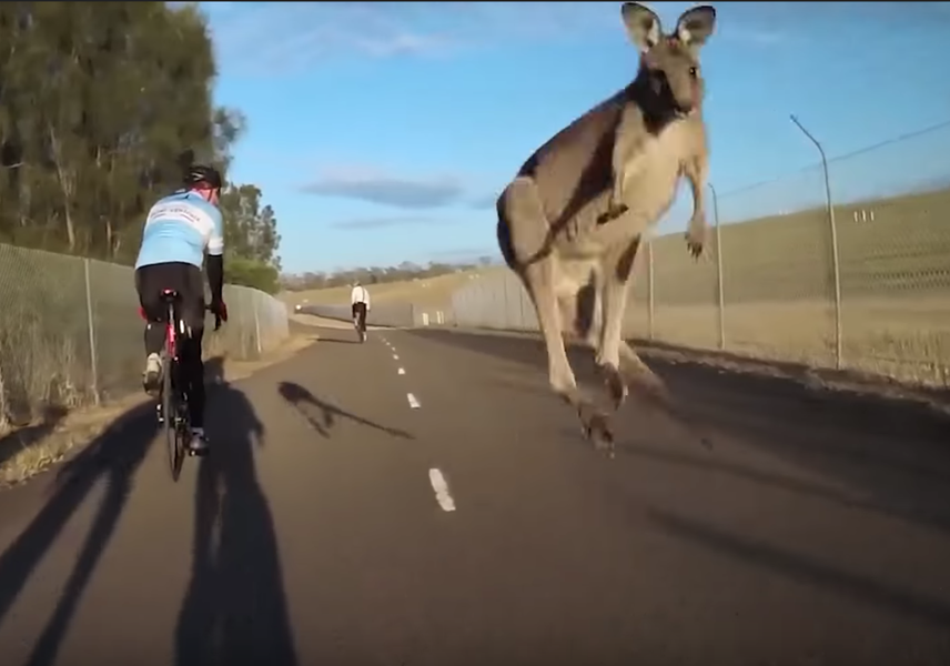 Kangaroo Jumps On Cyclist's Front Wheel in Australia - Thrillist