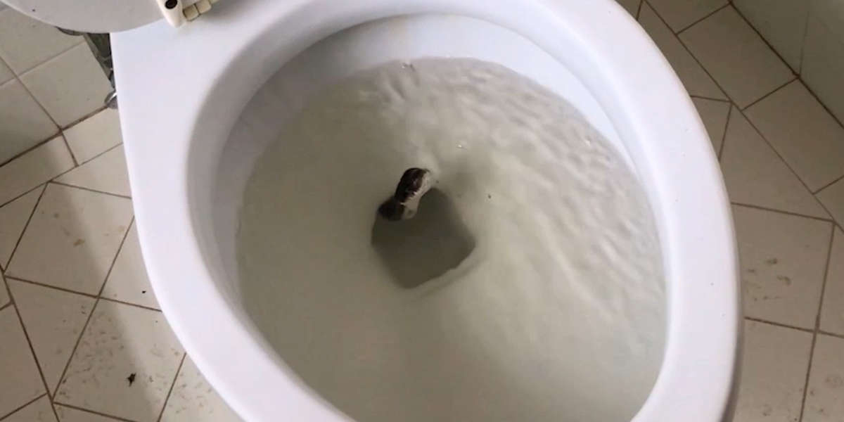 Man Rescues Snake From Toilet And Sets Him Free - Videos - The Dodo