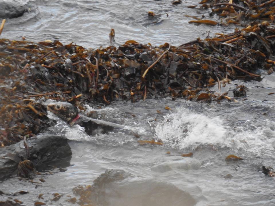 Seal Strangled By Fishing Net Rescued After Months Of Suffering - The Dodo