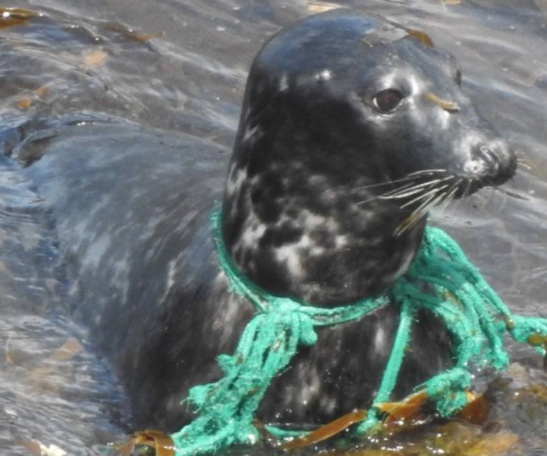 Seal Strangled By Fishing Net Rescued After Months Of Suffering - The Dodo
