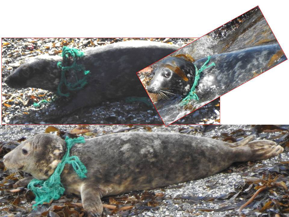 Seal Strangled By Fishing Net Rescued After Months Of Suffering - The Dodo
