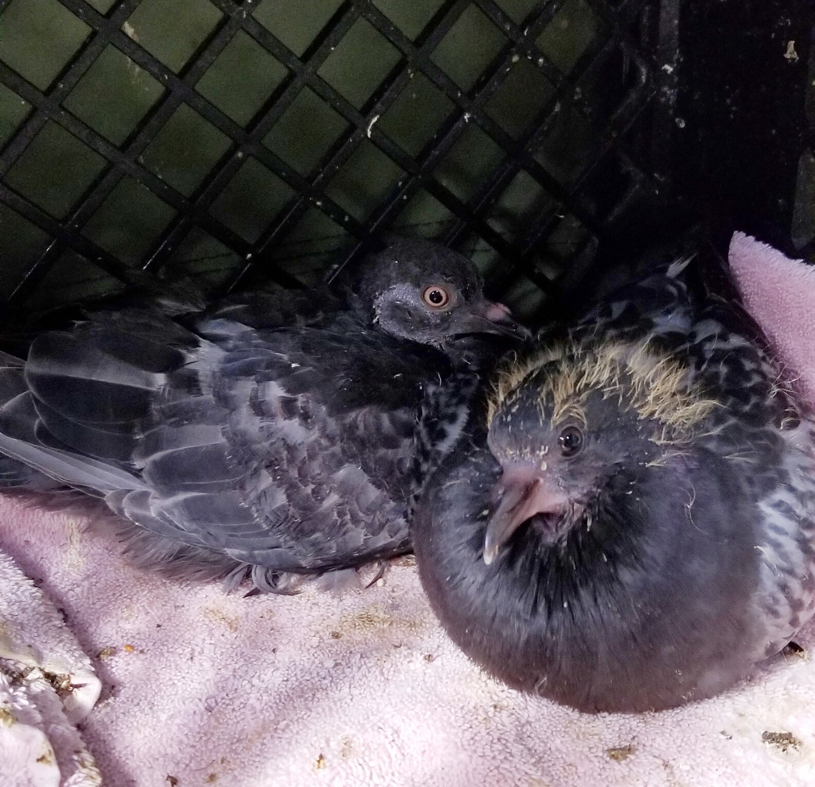 Injured Baby Pigeon Arrives At Vet With The Sweetest Note - The Dodo