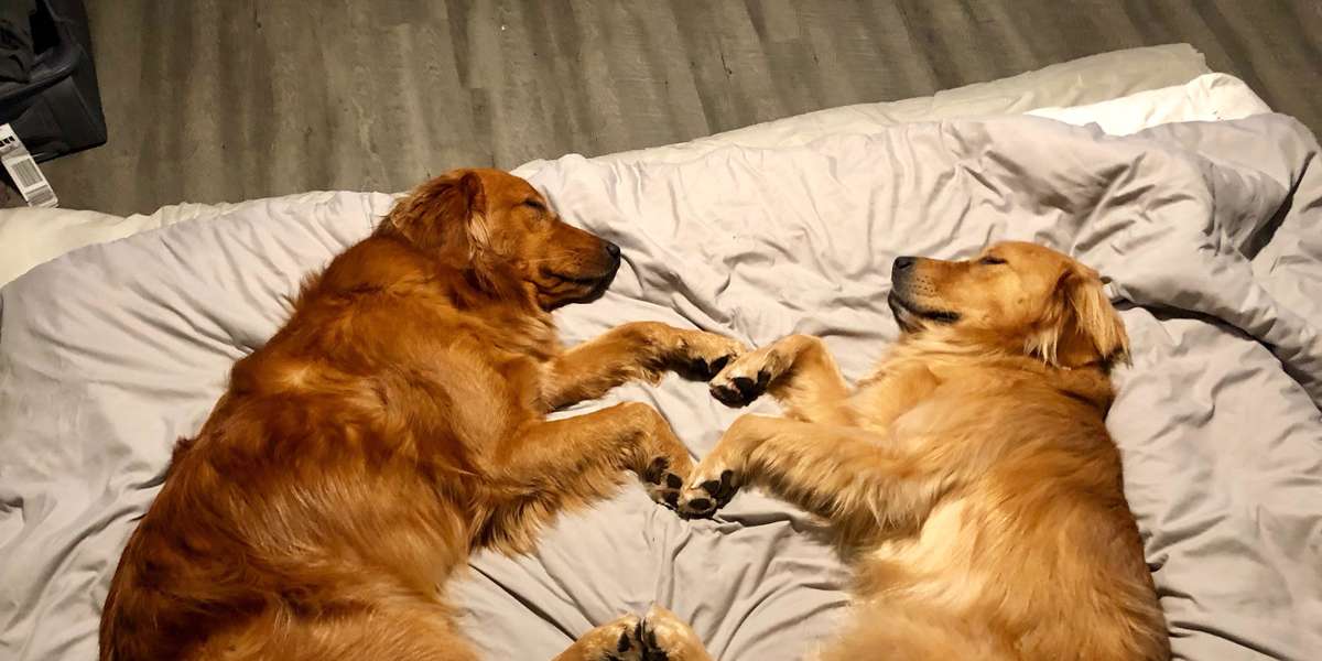 Golden Retiever Friends Have Most Adorable Doggy Sleepover - The Dodo