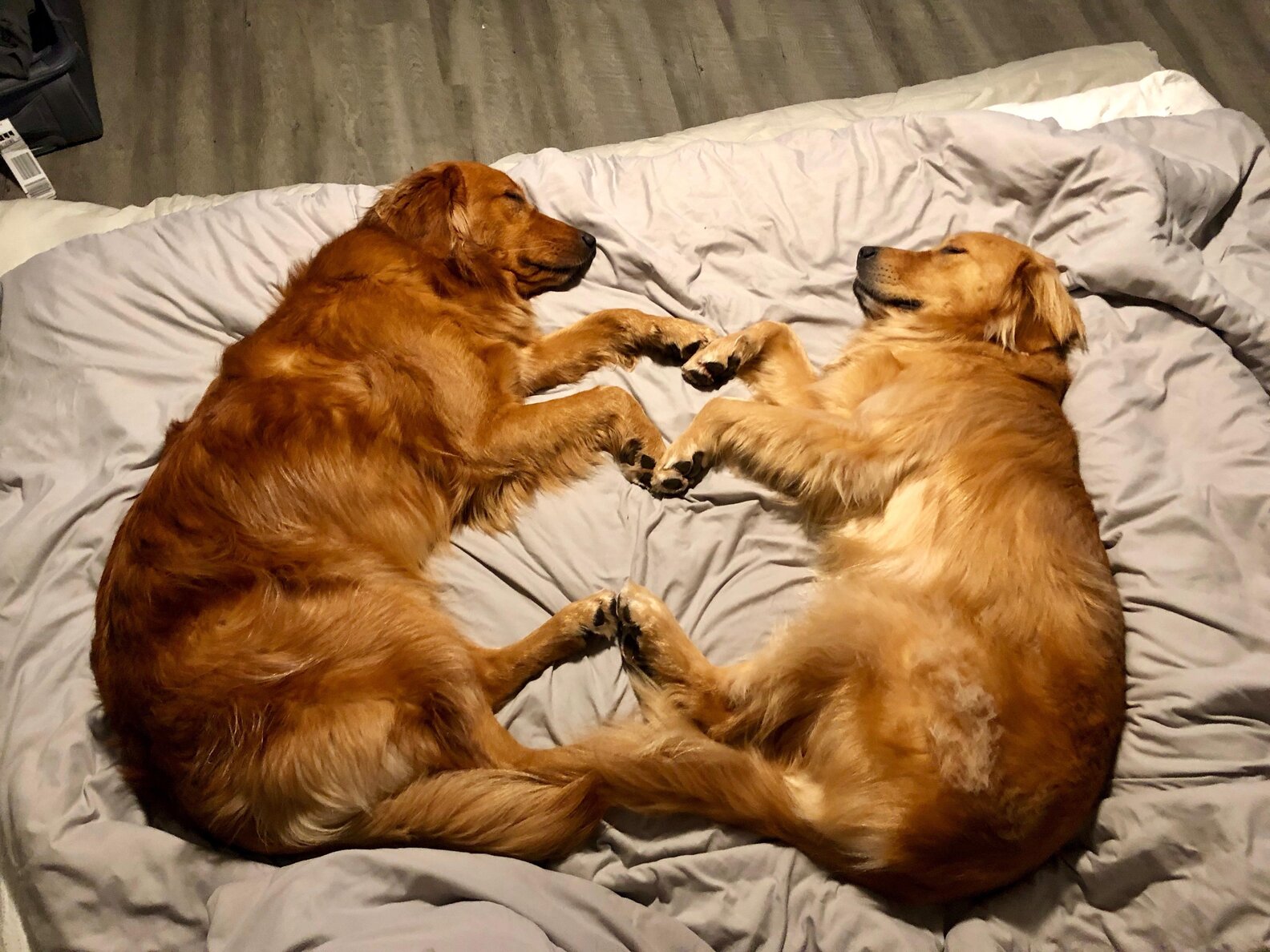 Golden Retiever Friends Have Most Adorable Doggy Sleepover - The Dodo