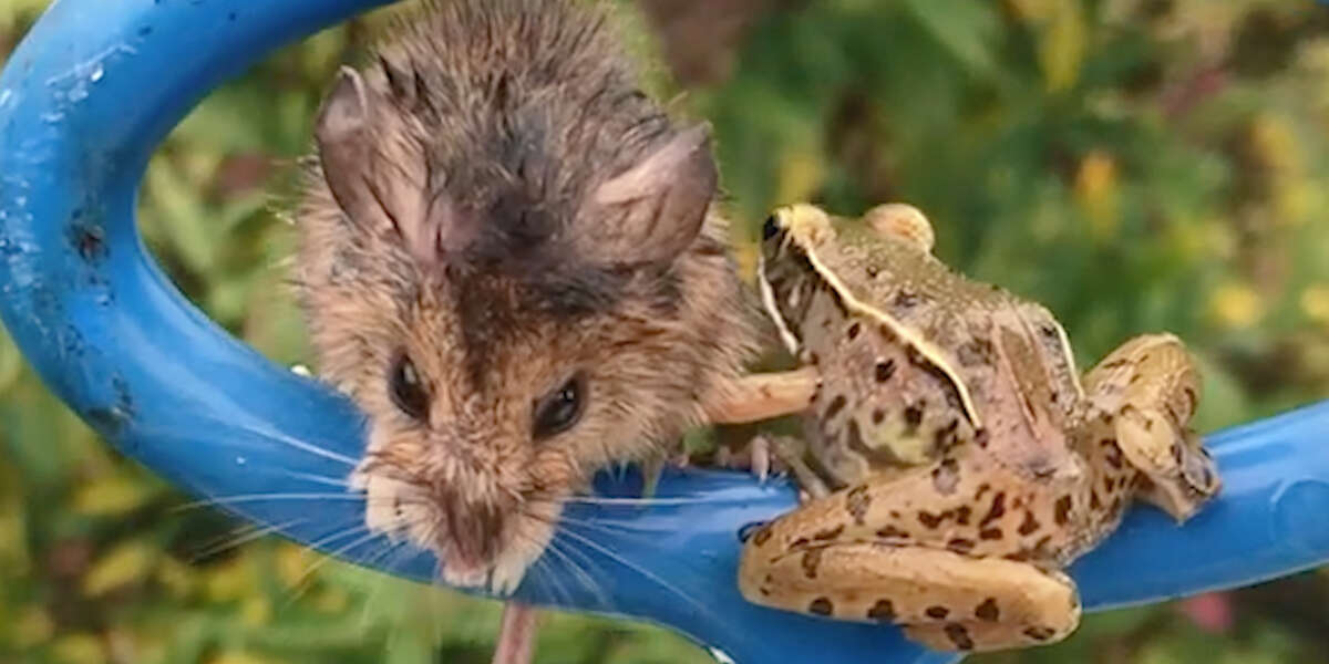 Woman Pulls Frog And Mouse Out Of Her Pool - Videos - The Dodo