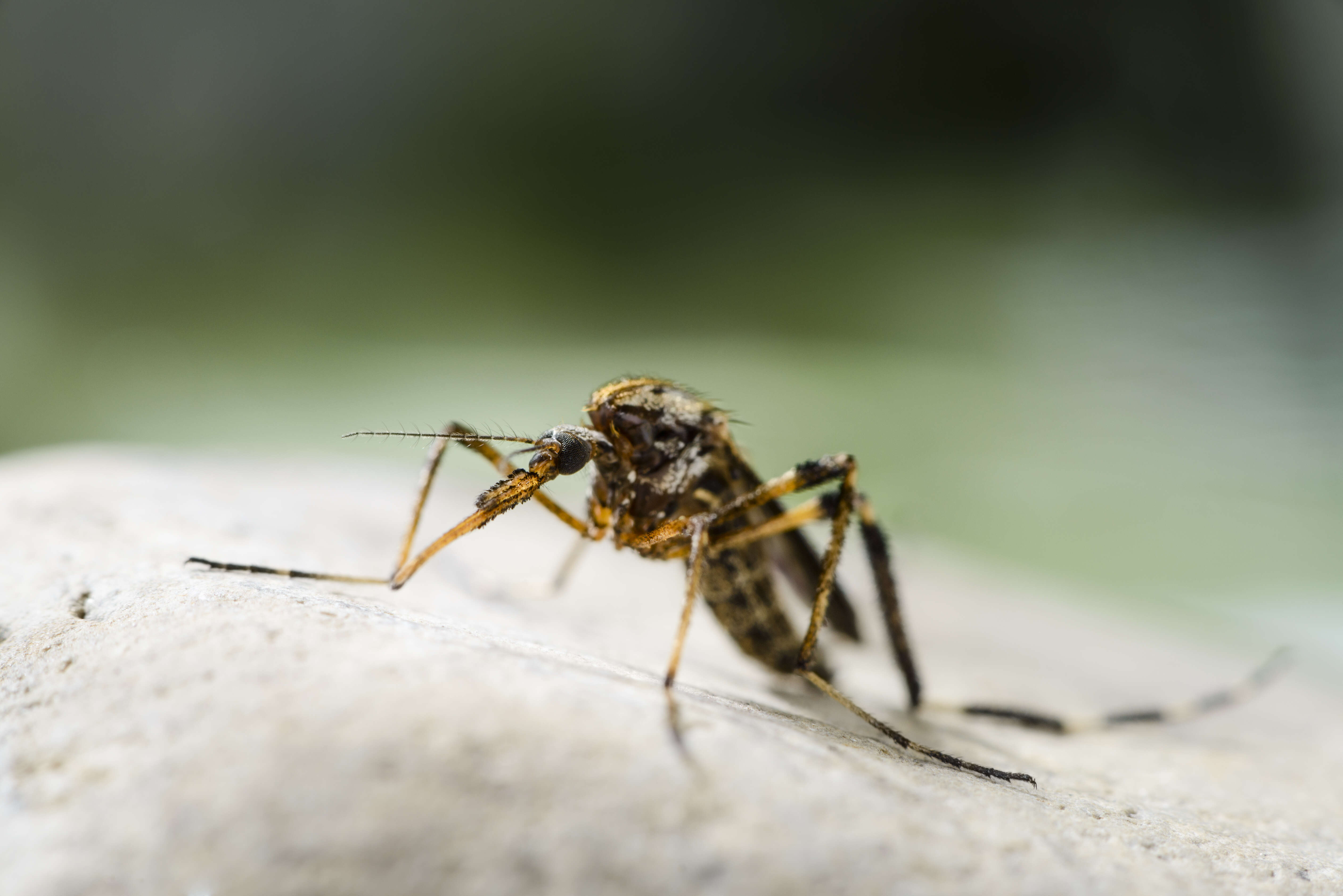 Giant Mosquito Gallinipper