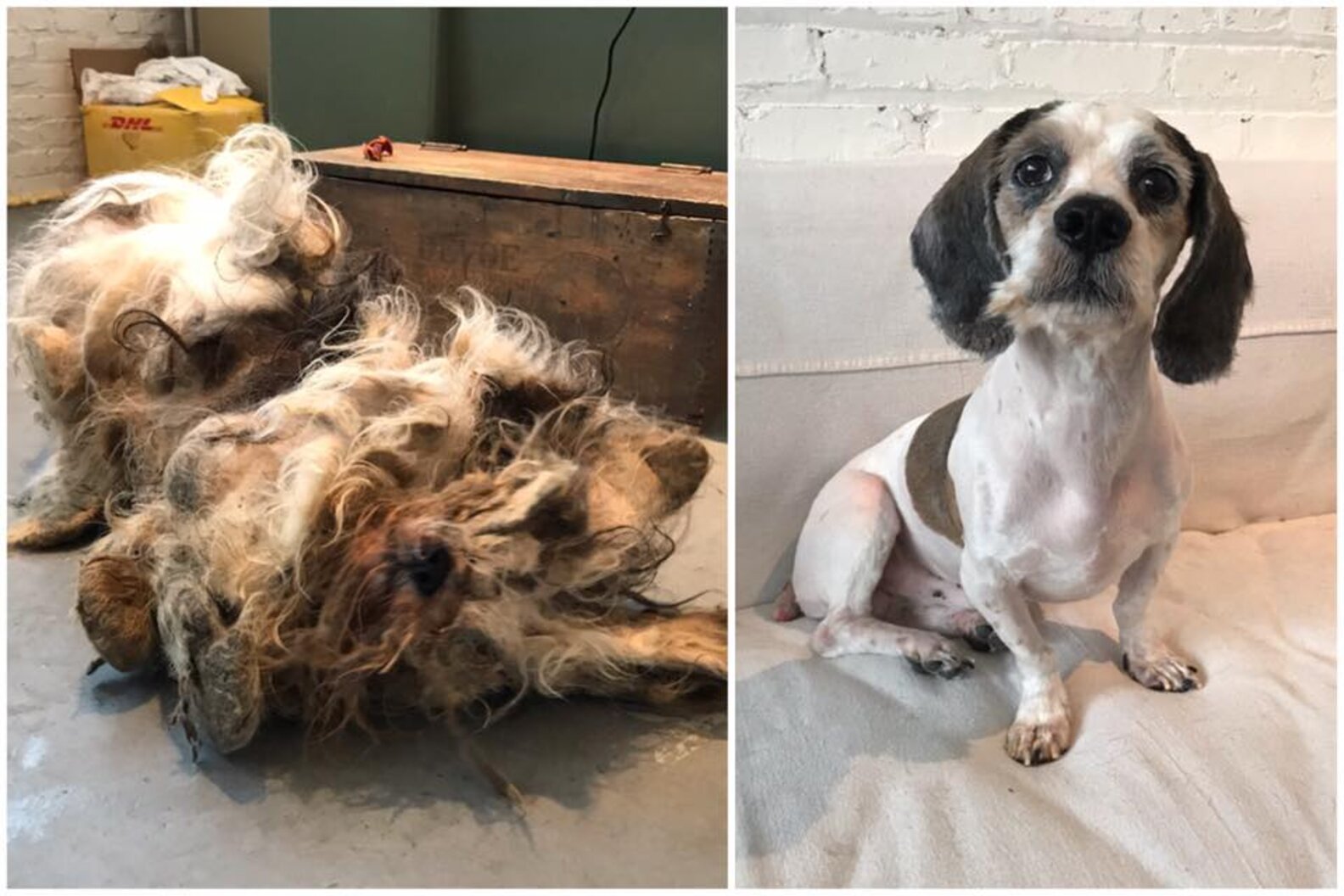 Rescuers Remove 3 Pounds Of Matted Fur From Stray Dog's Overgrown Coat ...