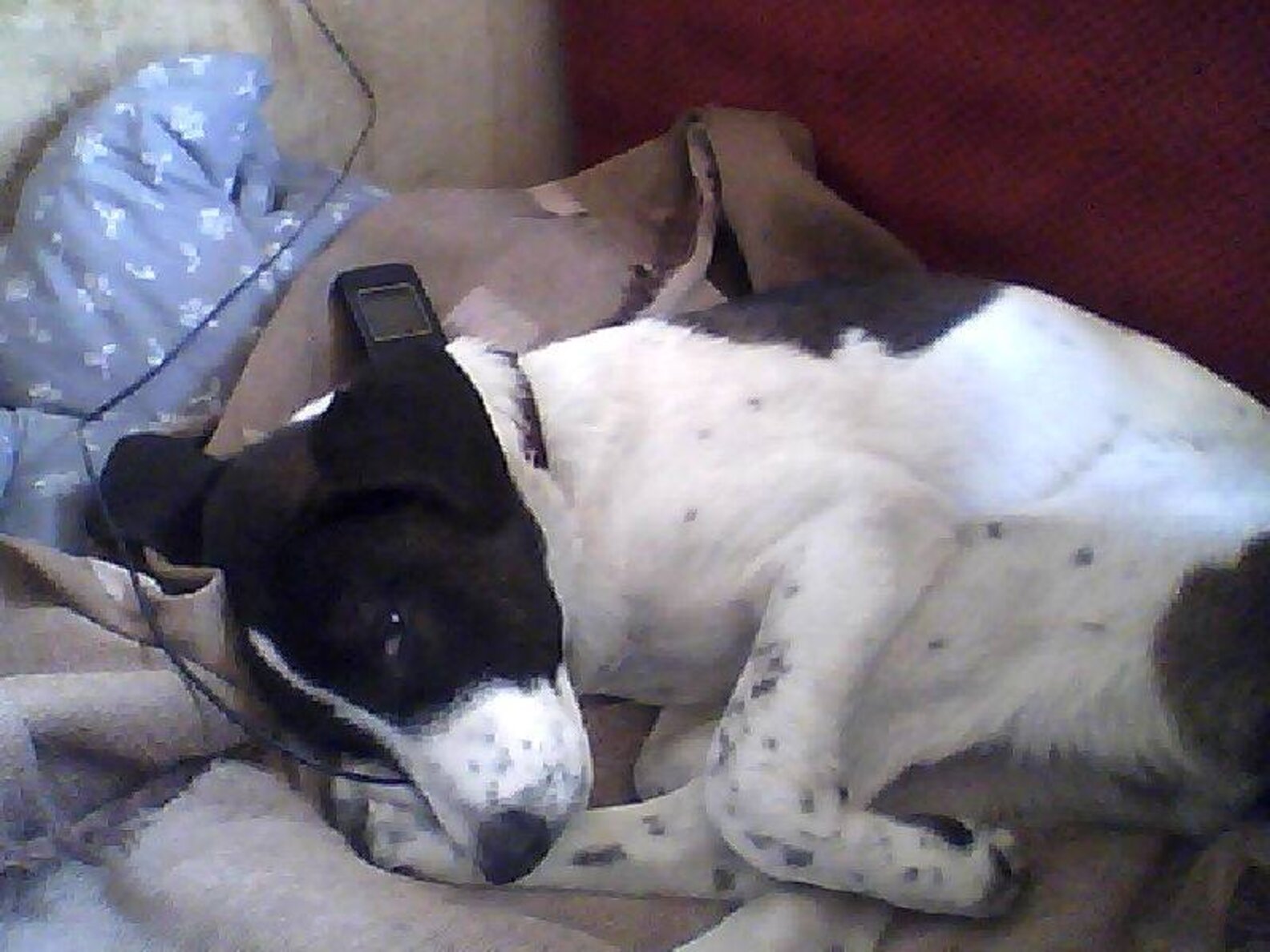 Man Shares Touching Reunion With Dog Who Went Missing 3 Years Ago - The ...