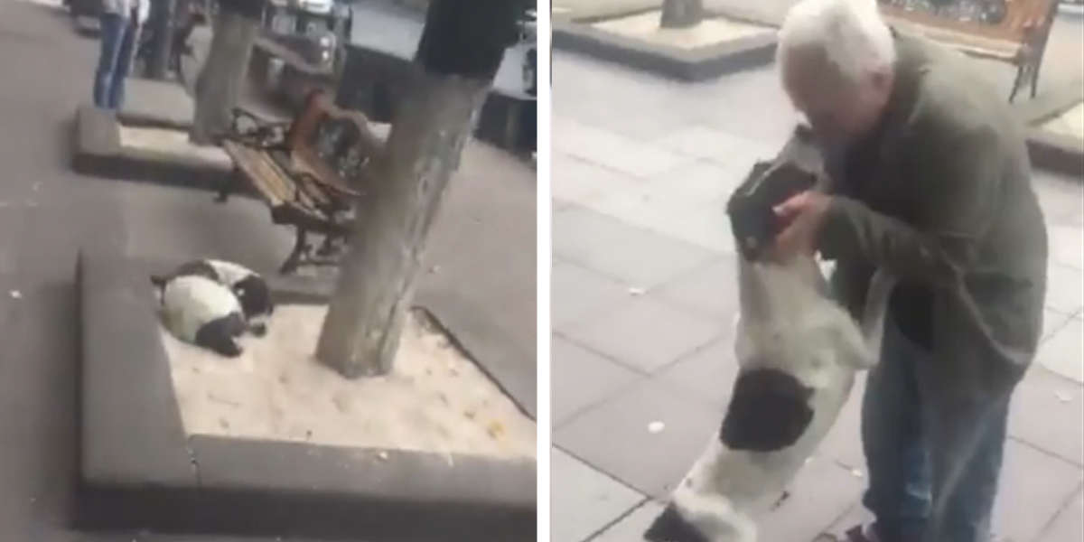 Man Shares Touching Reunion With Dog Who Went Missing 3 Years Ago - The ...