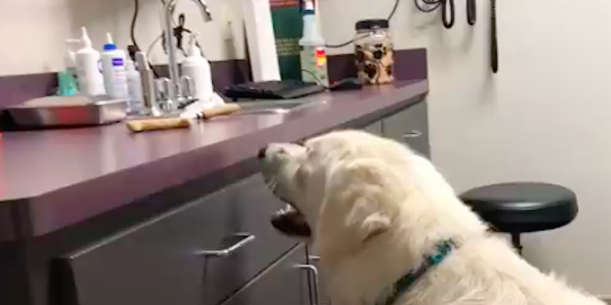 Rebellious Dog Refuses Treat From Vet — So That She Can Steal It - The Dodo