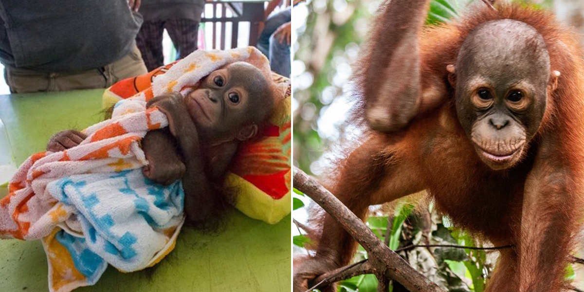 Orangutan Who Was Shot By Poachers Makes Incredible Transformation ...
